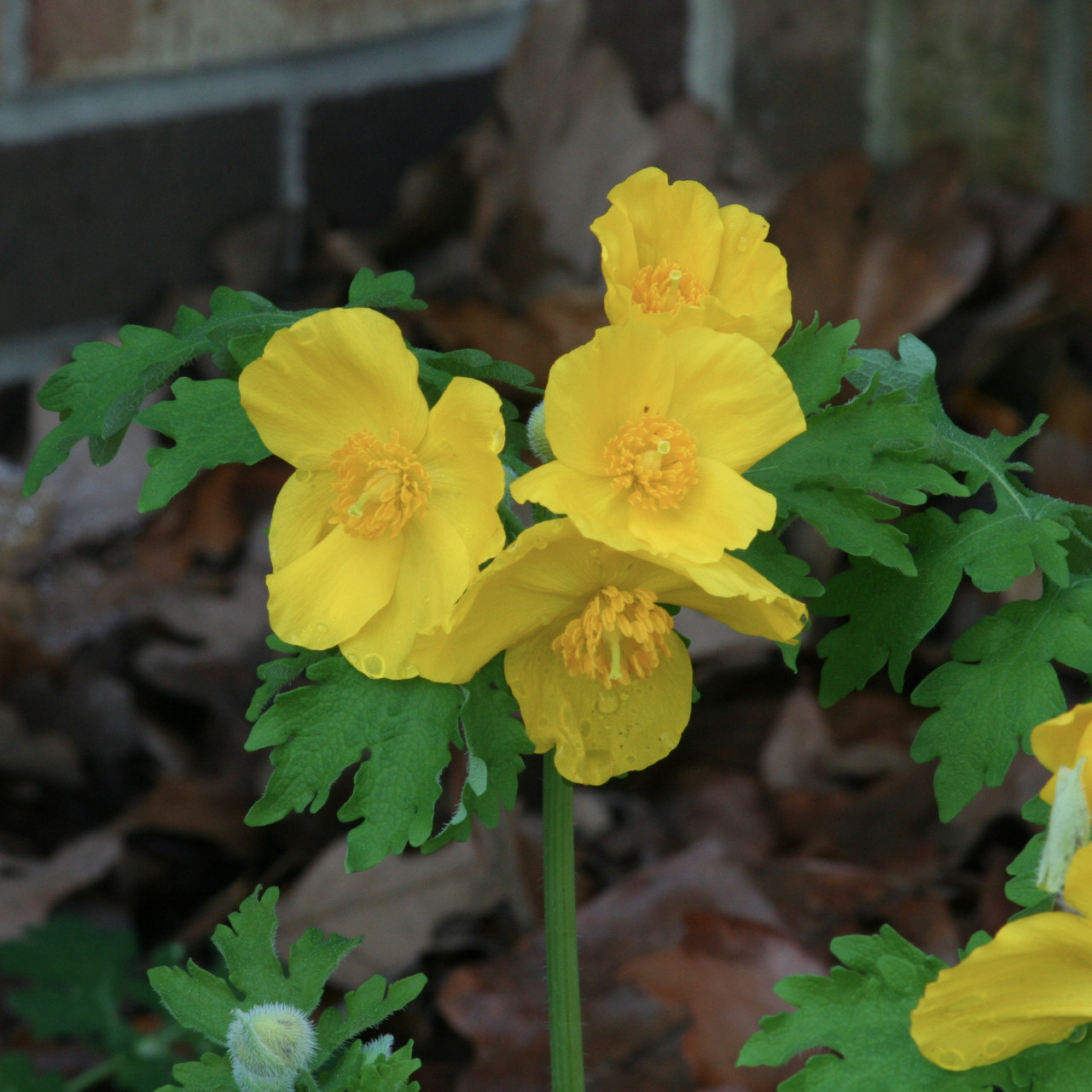 Stylophorum Diphyllum Celandine Poppy